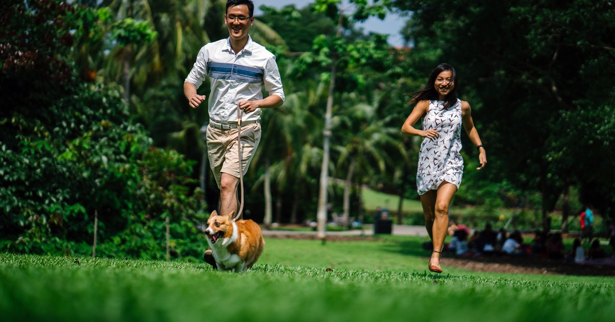 Ways You Can Identify and Avoid Lost Pet Scams