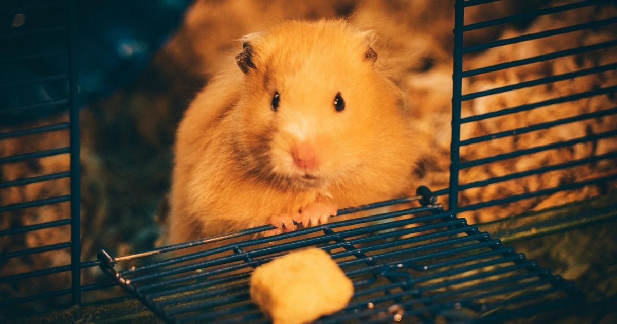 Steps in Finding Your Lost Hamster in Singapore